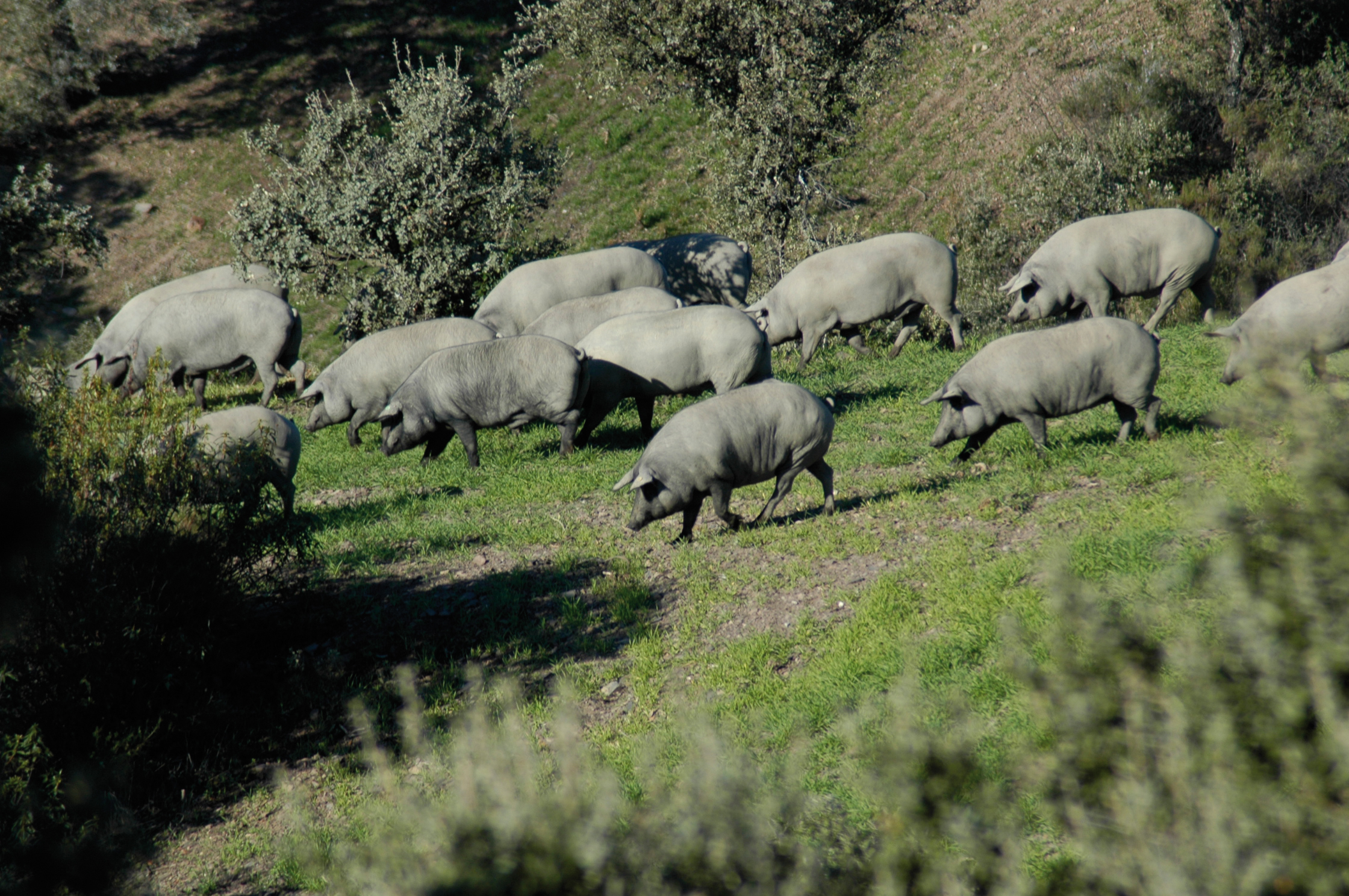 Jamón de bellota 50% Ibérico (brida roja) - El Mercado de Origen